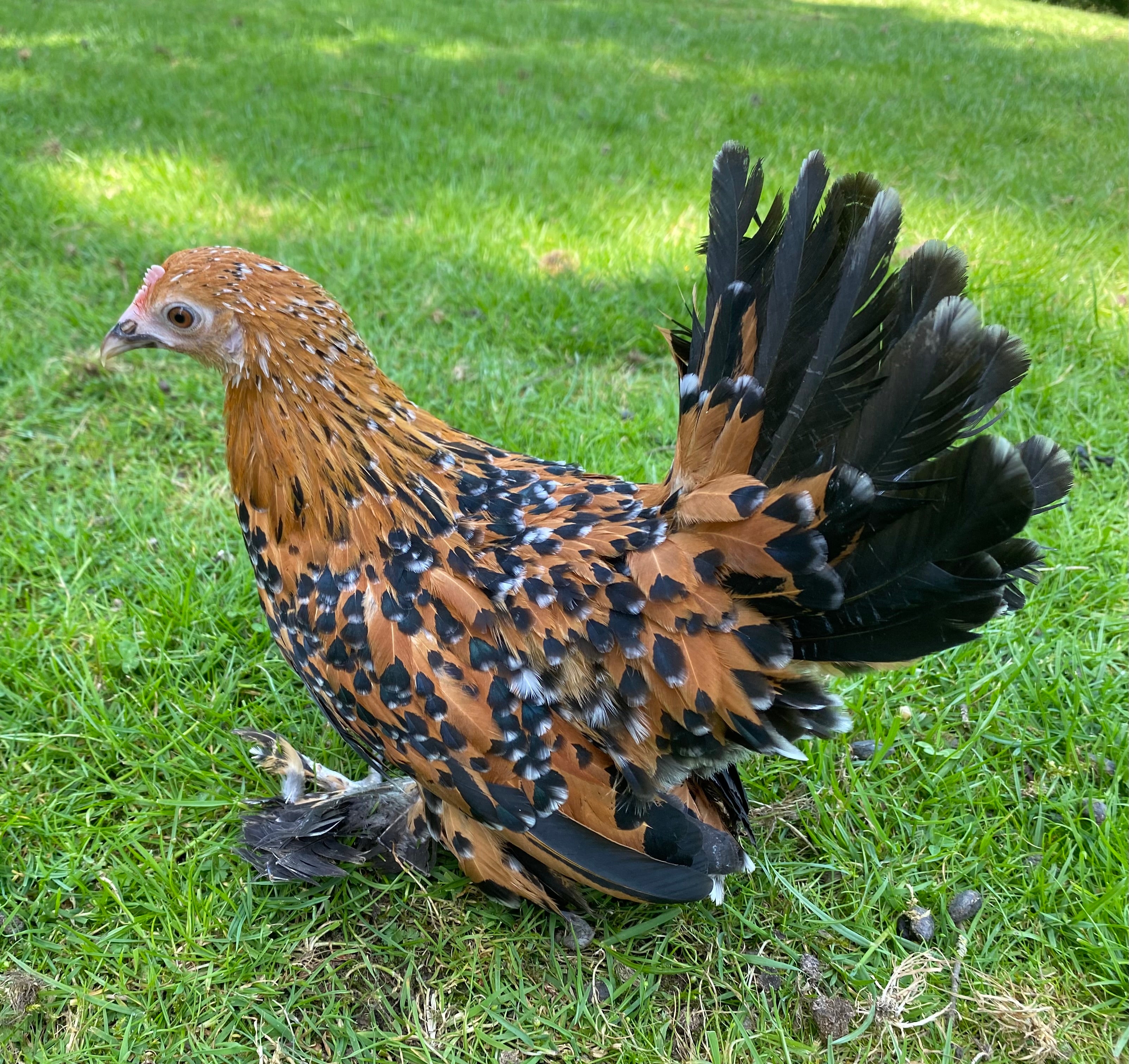 Sablepoot | Gracefield Farm Shop