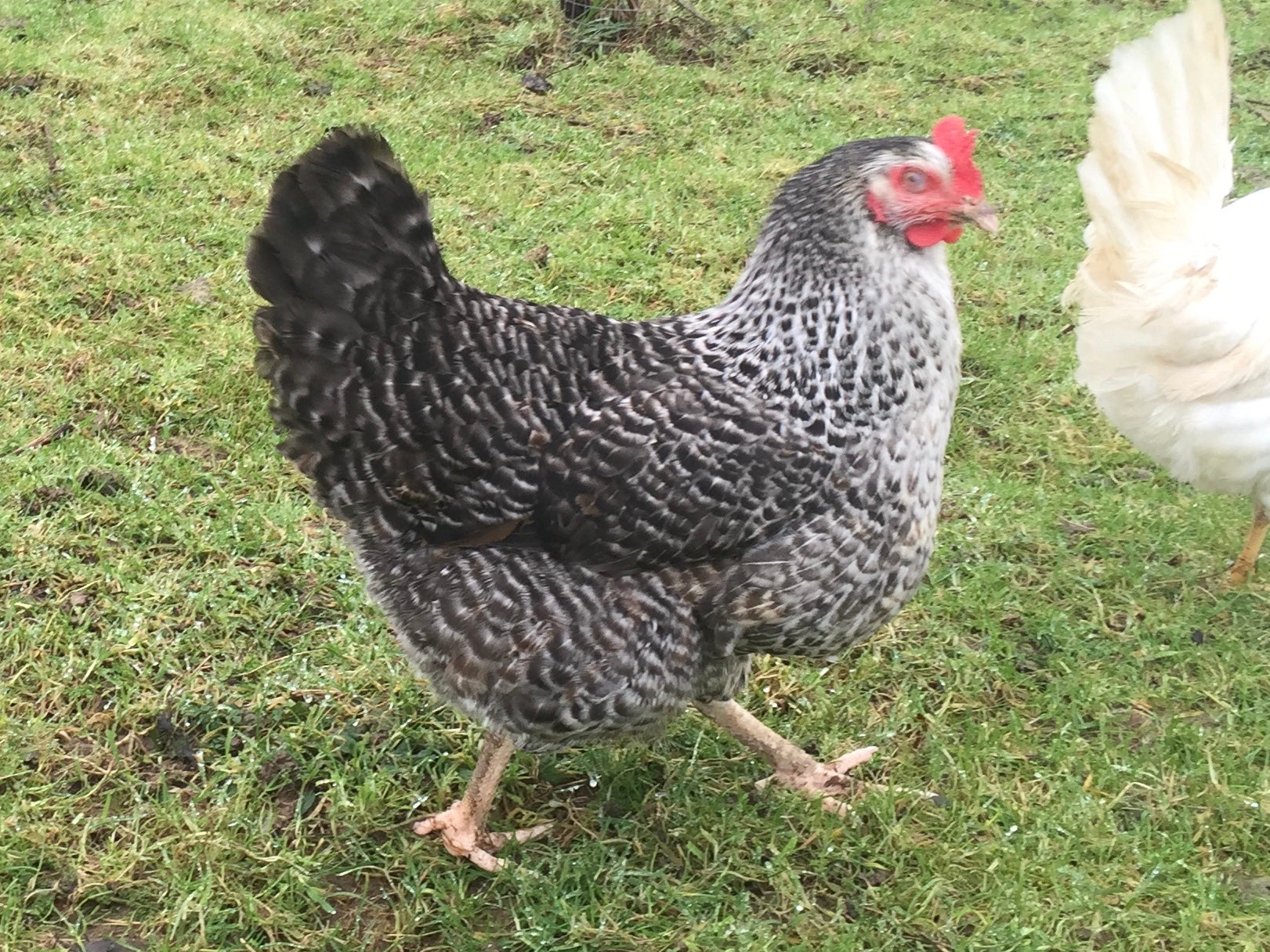 Speckled | Gracefield Farm Shop