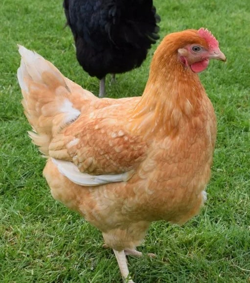 Golden Speckled | Gracefield Farm Shop