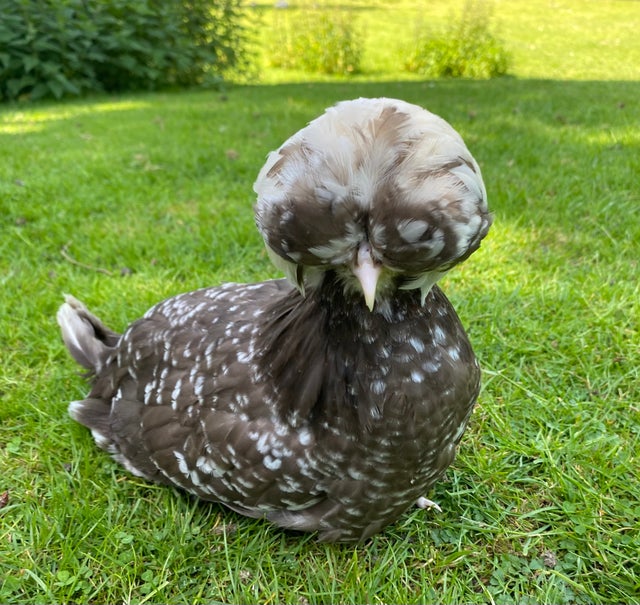 Bantams | Gracefield Farm Shop