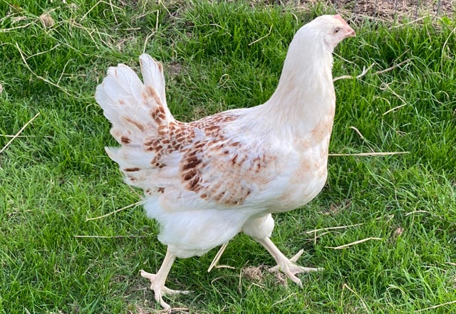 Hybrids | Gracefield Farm Shop