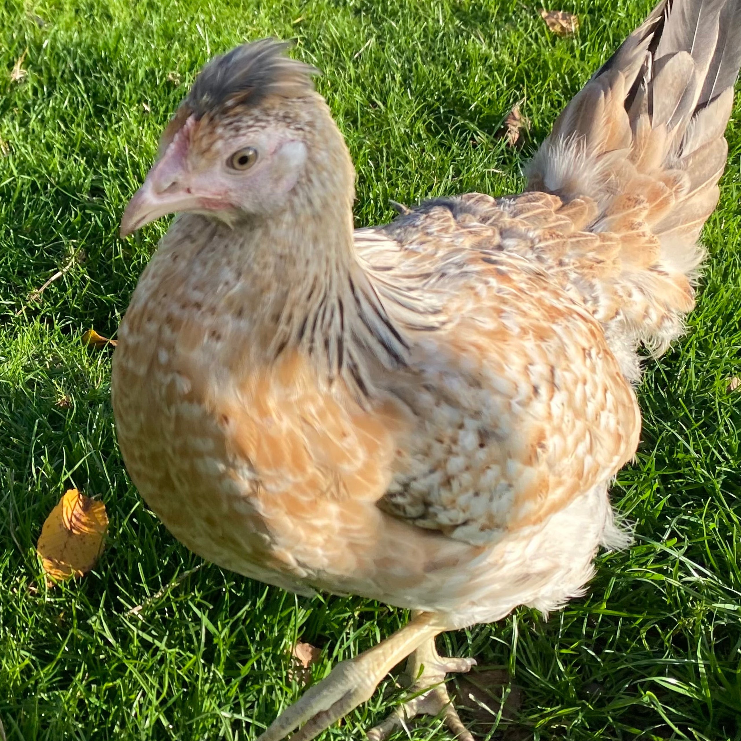 Deposit for September batch of hens | Gracefield Farm Shop
