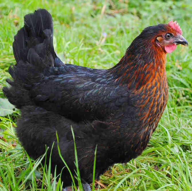 Black Star | Gracefield Farm Shop