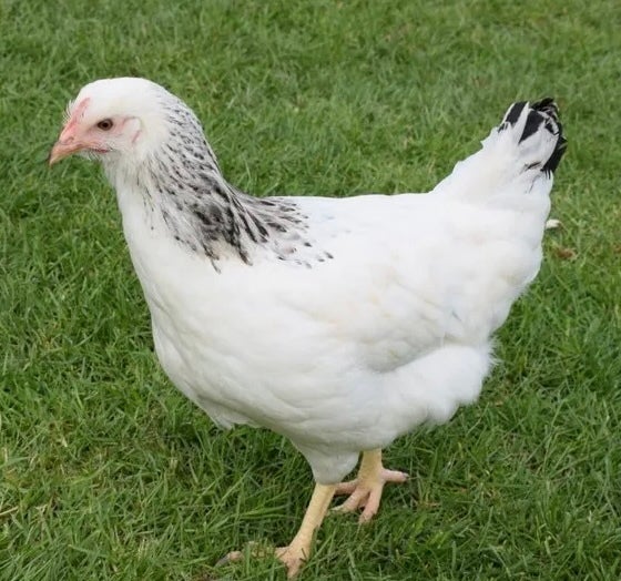 Hybrids | Gracefield Farm Shop