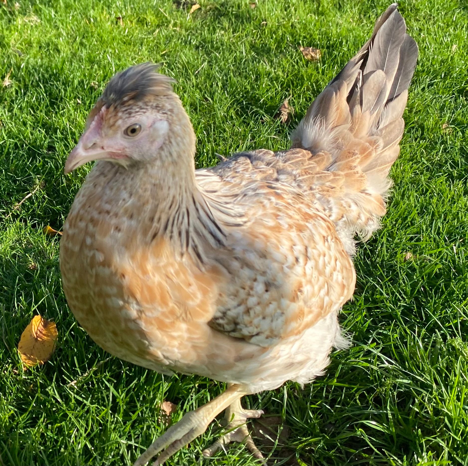 Sussex Blue | Gracefield Farm Shop