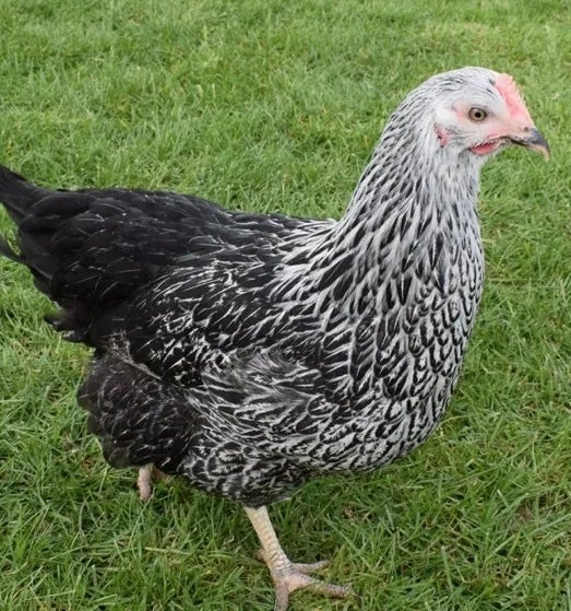 Hybrids | Gracefield Farm Shop