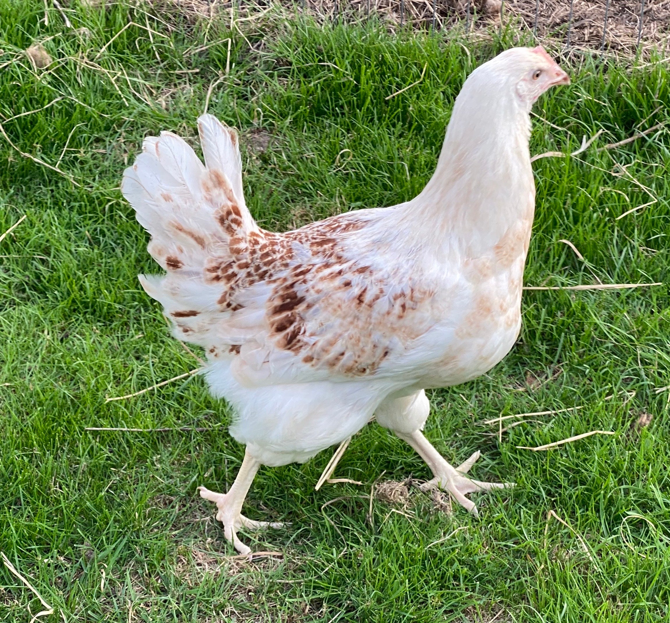 Hybrids | Gracefield Farm Shop