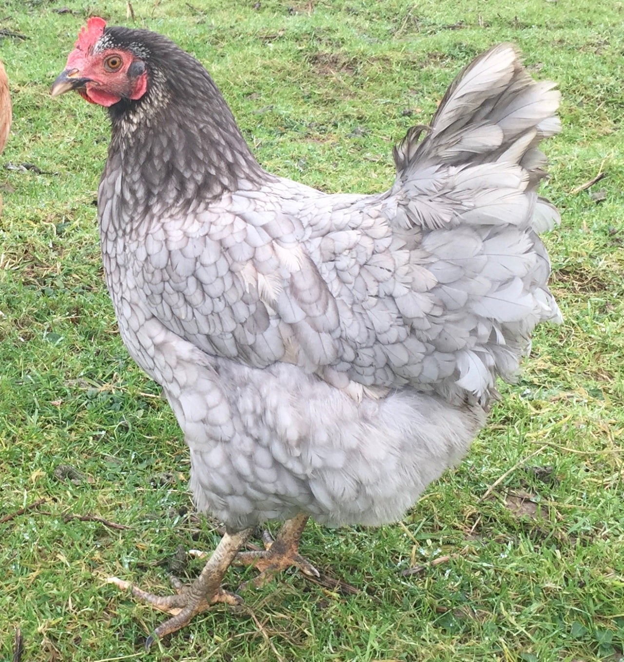 Hybrids | Gracefield Farm Shop