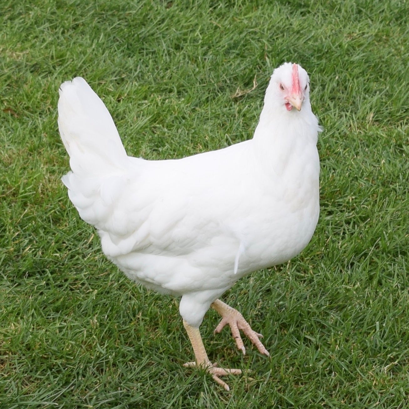 Leghorn | Gracefield Farm Shop