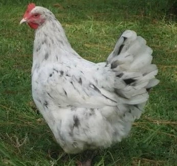 Hybrids | Gracefield Farm Shop