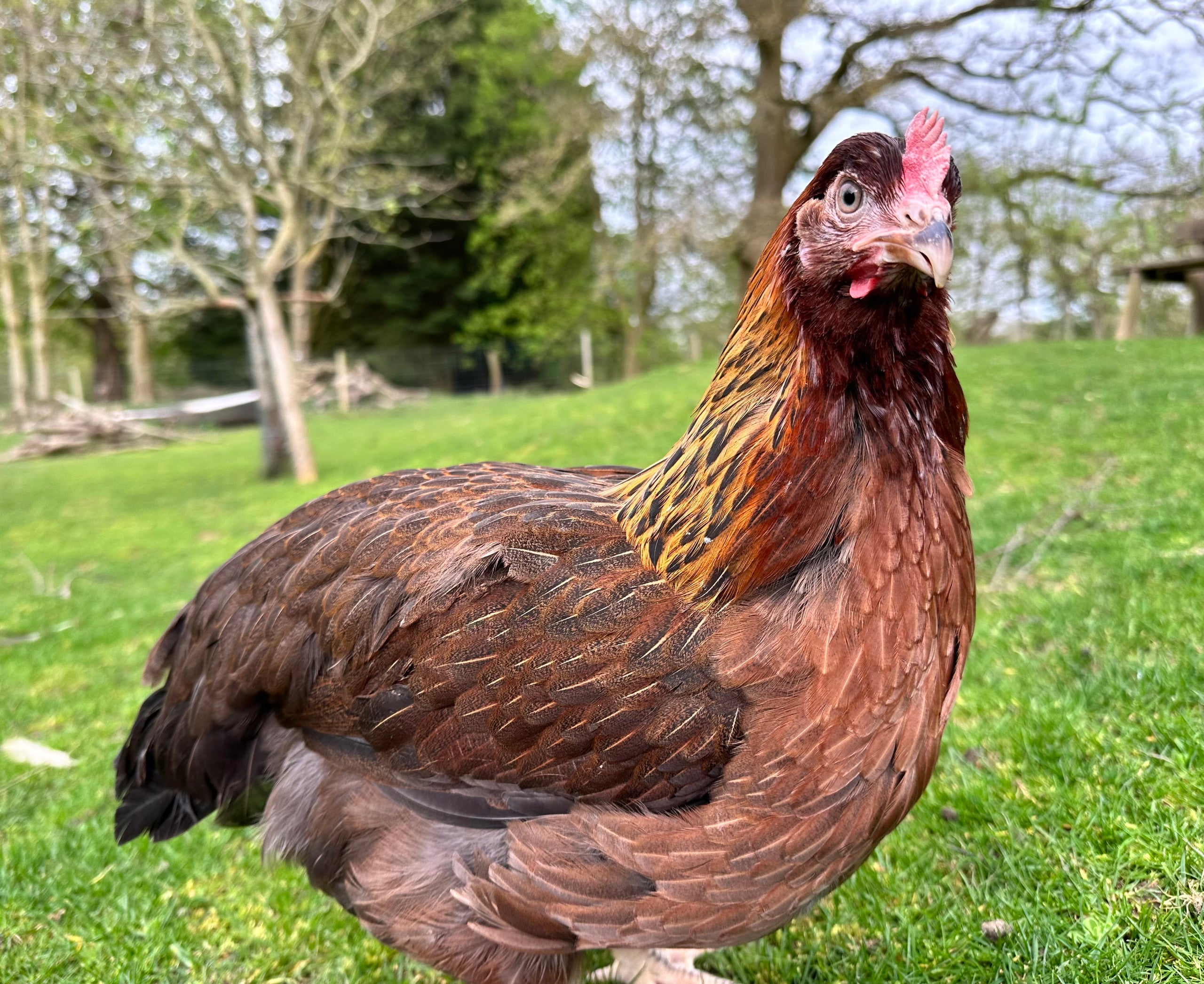 Partridge Leghorn | Gracefield Farm Shop
