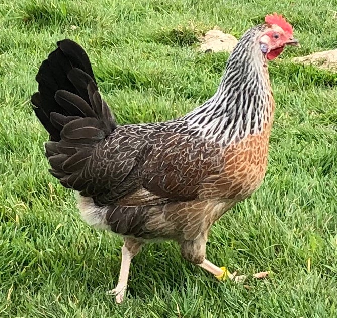 Silver Duckwing Leghorn | Gracefield Farm Shop