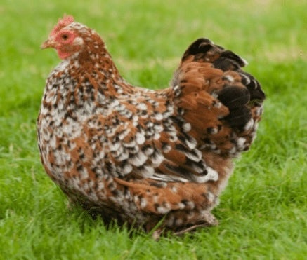 Pekins | Gracefield Farm Shop