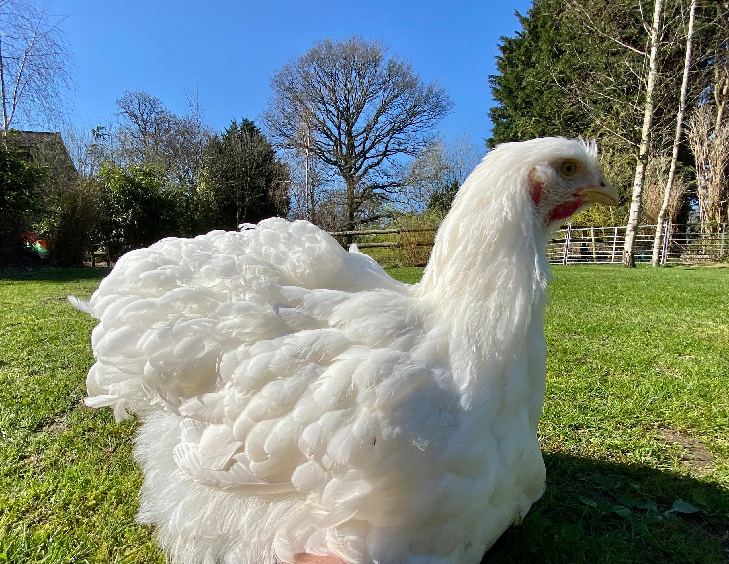 Cochin | Gracefield Farm Shop