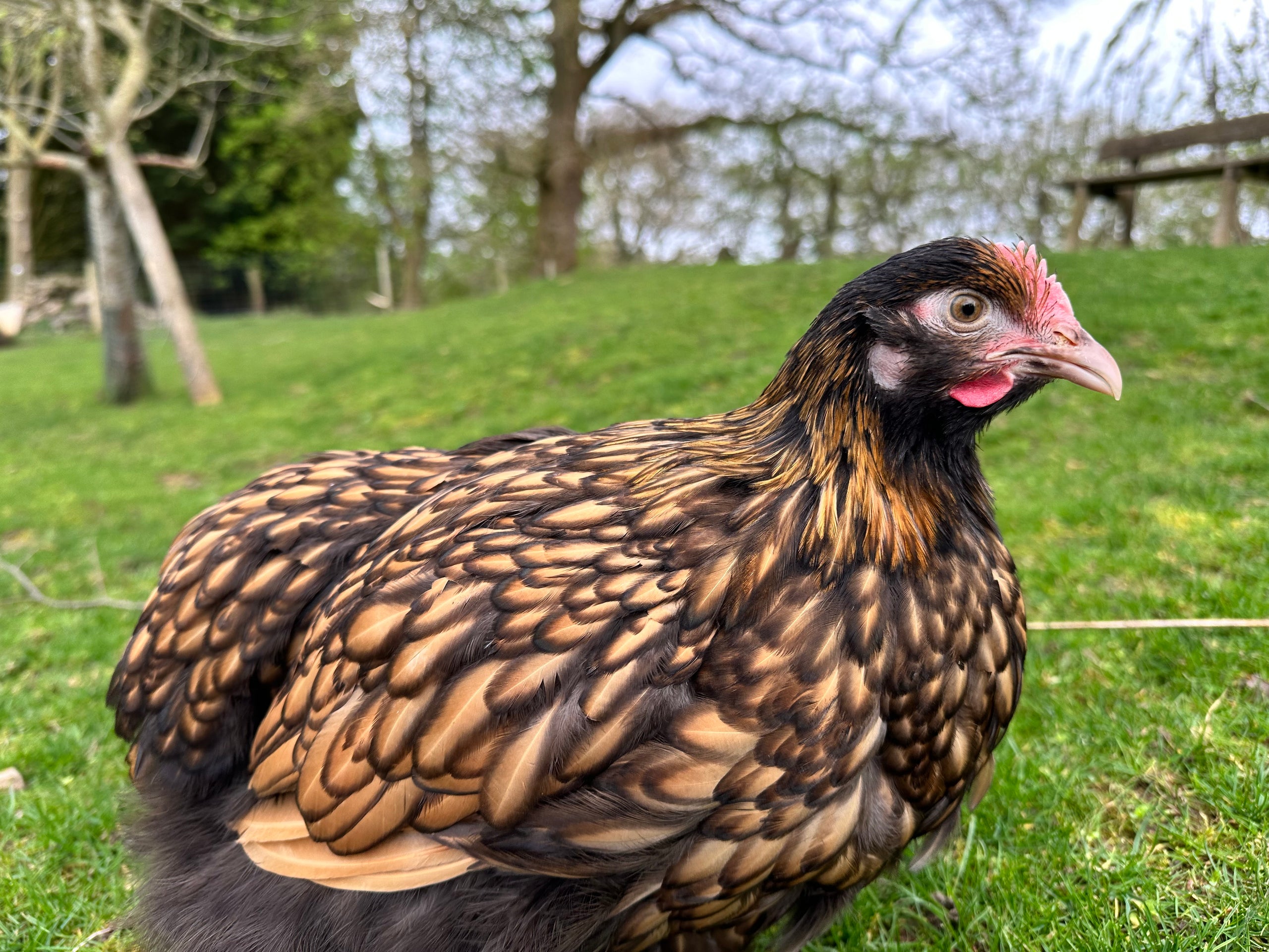 Orpington | Gracefield Farm Shop